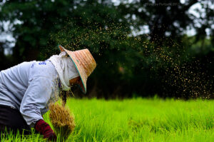 Inter Crop – Crop Solution Provider